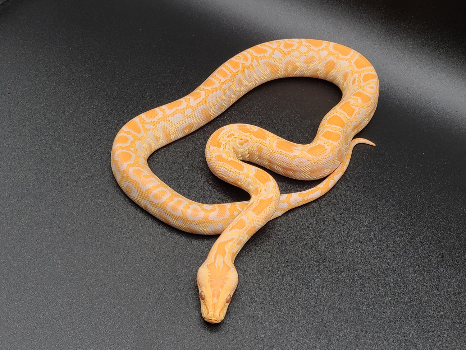 Albino 100% Het Labyrinth 100% Het Granite Burmese Python by CV Exotics ...