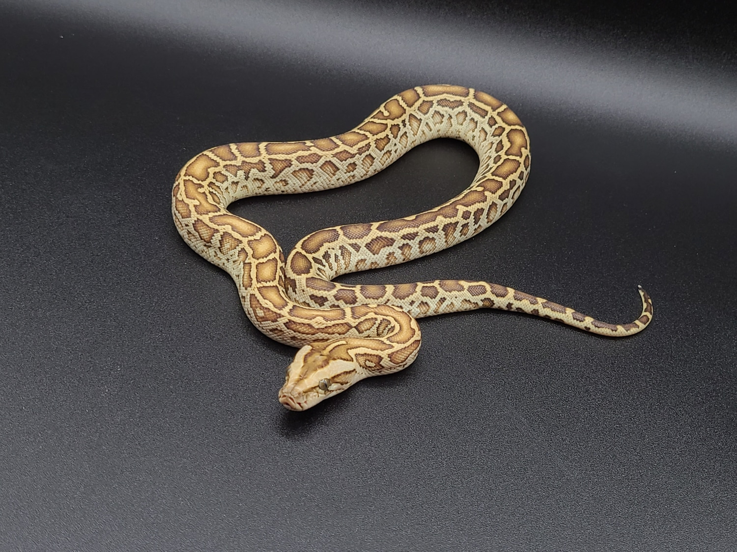 Hypo 100% Het Labyrinth 100% Het Granite 66% Het Albino Burmese Python ...