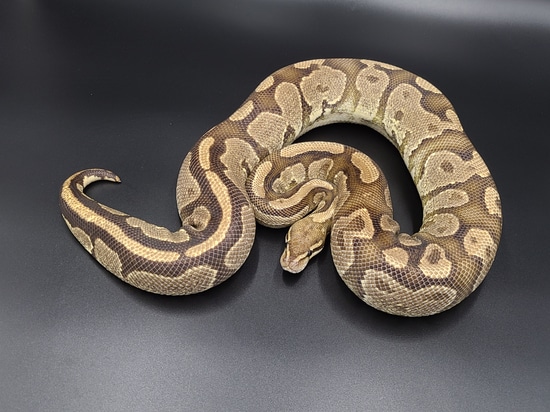 Lace Fire (Proven Breeder) Ball Python by CV Exotics inc.