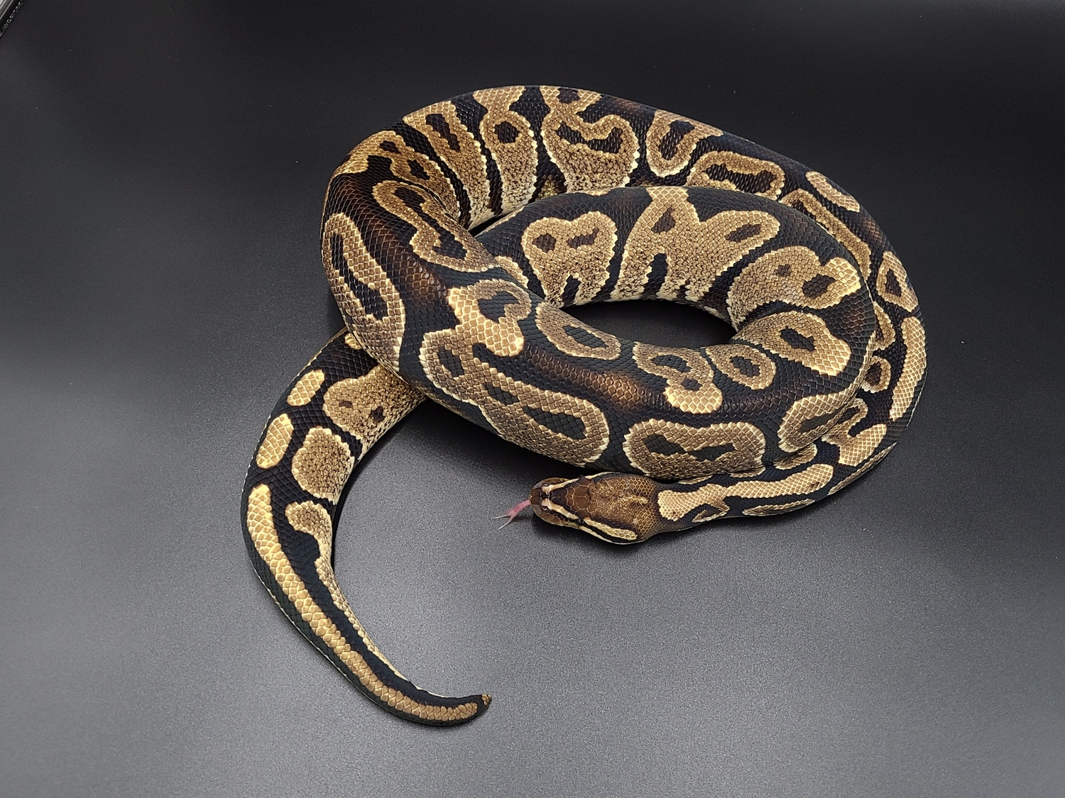 Gravel Ball Python by CV Exotics inc. - MorphMarket