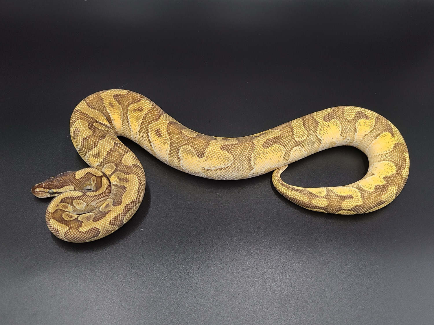 Enchi Mojave Ball Python by CV Exotics inc. - MorphMarket