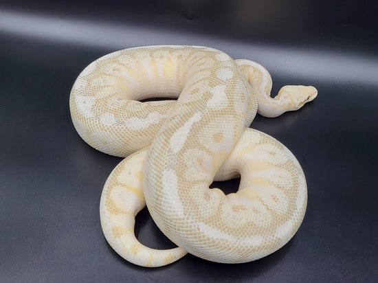 Killer Queen Bee (Proven Breeder) Ball Python by CV Exotics inc.