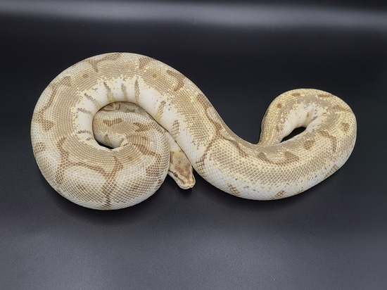 Queen Bee Jungle Woma (Proven Breeder) Ball Python by CV Exotics inc.