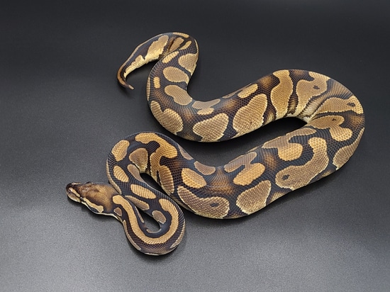 Normal Ball Python by CV Exotics inc.