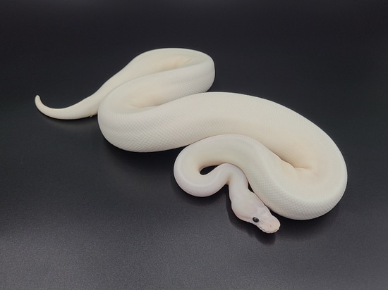 Ivory Ball Python by CV Exotics inc.