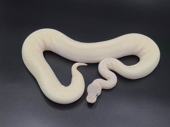 Super Mojave Ball Python by CV Exotics inc.