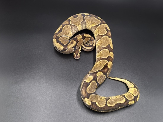 Enchi (Yellow Belly/Asphalt/Spark) Ball Python by CV Exotics inc.