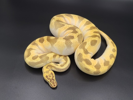 Super Enchi Pastel Lesser (Proven Breeder) Ball Python by CV Exotics inc.
