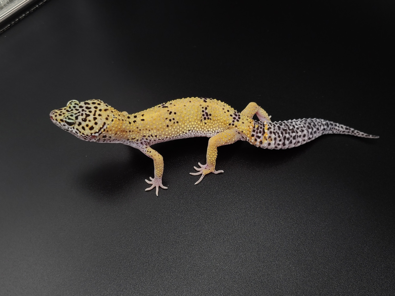 Fancy Leopard Gecko by CV Exotics inc. - MorphMarket