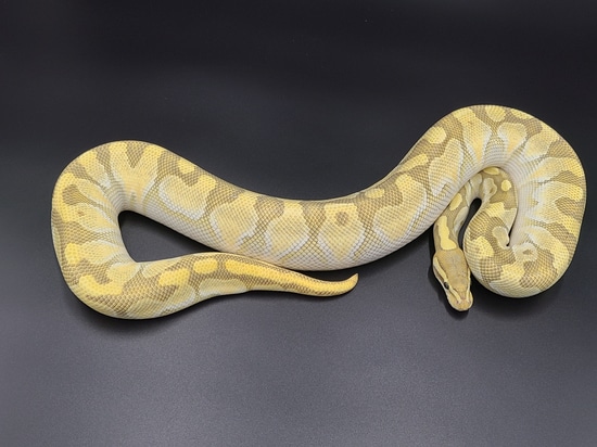 Pastel Enchi Lesser Ghost Ball Python by CV Exotics inc.
