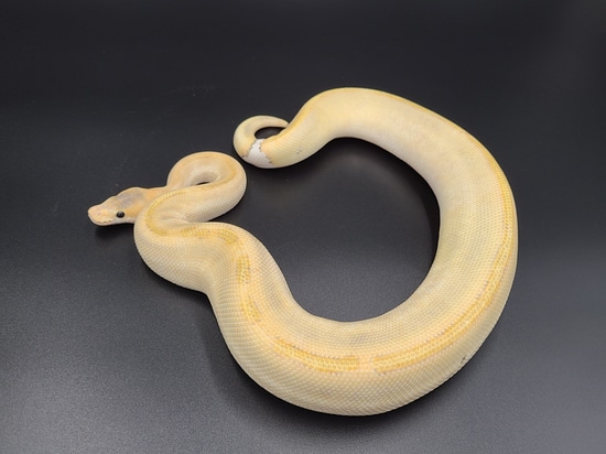 Mimosa Ringer Ball Python by CV Exotics inc.