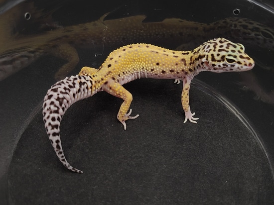 Fancy Leopard Gecko by CV Exotics inc.