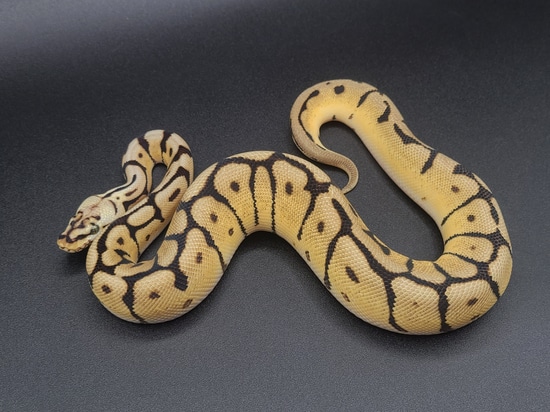 Bumble Bee Ball Python by CV Exotics inc.