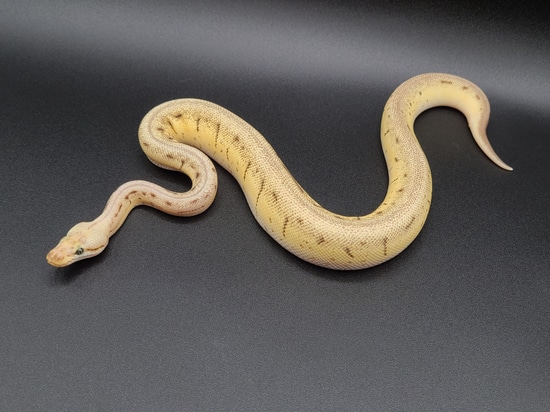 Super Pastel Spider Pinstripe Ball Python by CV Exotics inc.