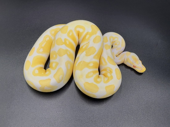 Albino Ball Python by CV Exotics inc.