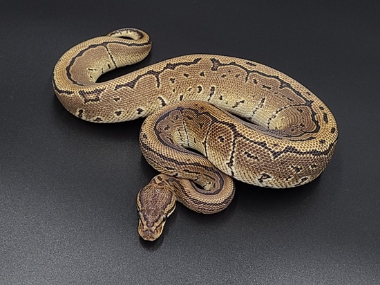 Pinstripe Ball Python by CV Exotics inc.