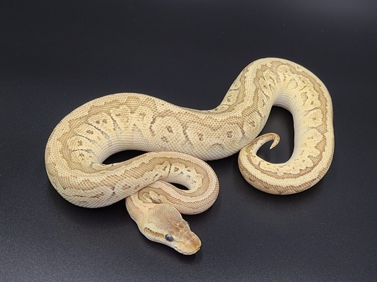 Mojave Pastel Pinstripe Ball Python by CV Exotics inc.