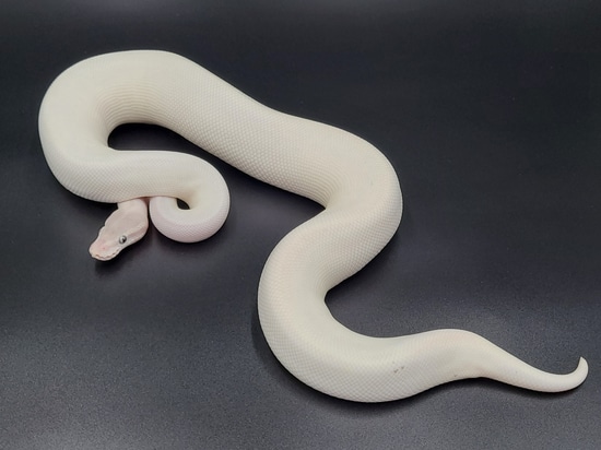 Super Mojave Ball Python by CV Exotics inc.