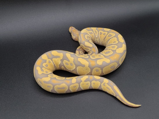 Lace Caramel Glow Ball Python by CV Exotics inc.