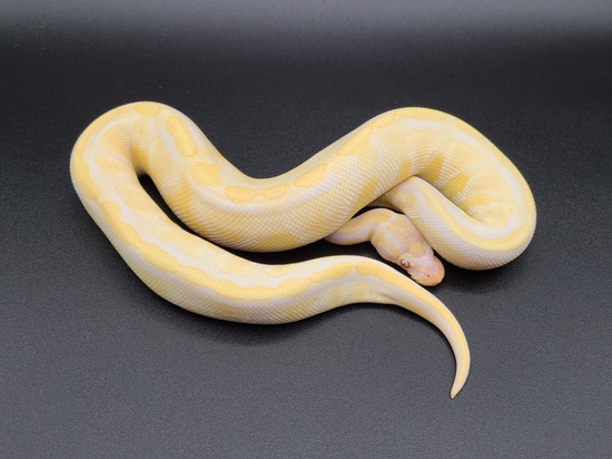 Lavender Mojave Ball Python by CV Exotics inc.