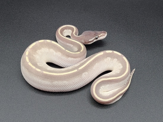 Mystic Potion Ball Python by CV Exotics inc.
