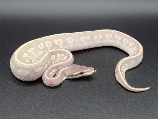 Mystic Potion Ball Python by CV Exotics inc.