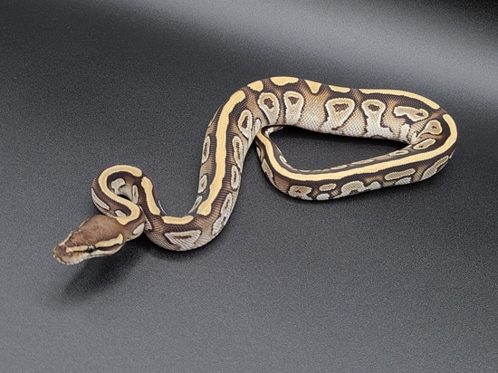 Mojave Ball Python by CV Exotics inc.