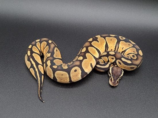 Pastel Ball Python by CV Exotics inc.