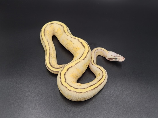 Super Pastel Super Stripe Ball Python By Cv Exotics Inc