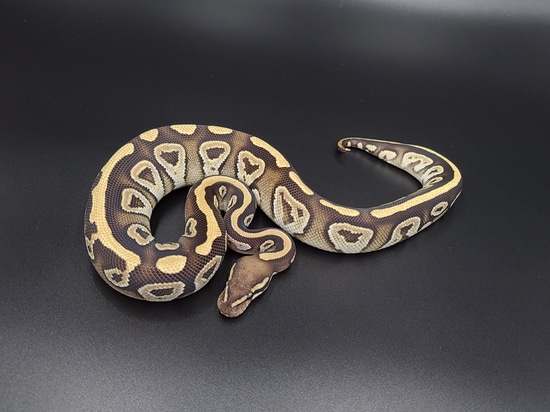 Mojave Ball Python by CV Exotics inc.