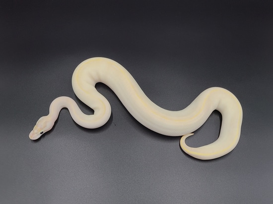 Ivory Ball Python by CV Exotics inc.