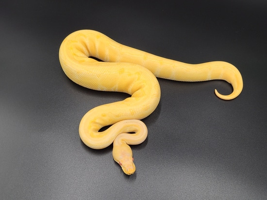 Albino Pinstripe Ball Python by CV Exotics inc.
