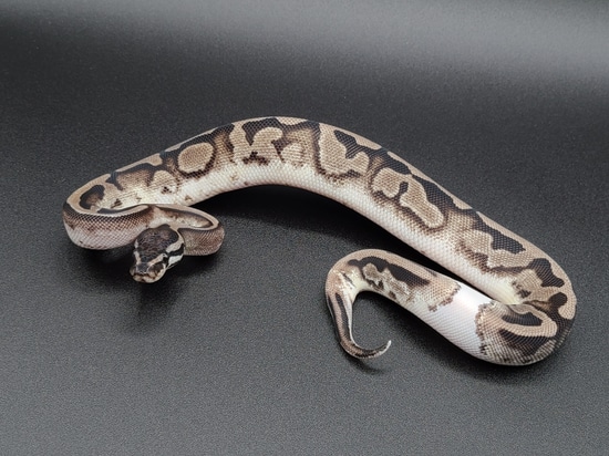 Axanthic Pied Ball Python by CV Exotics inc.