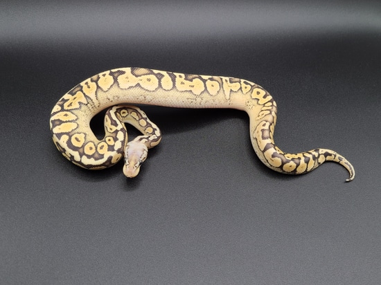 White Lace Super Pastel Ball Python by CV Exotics inc.
