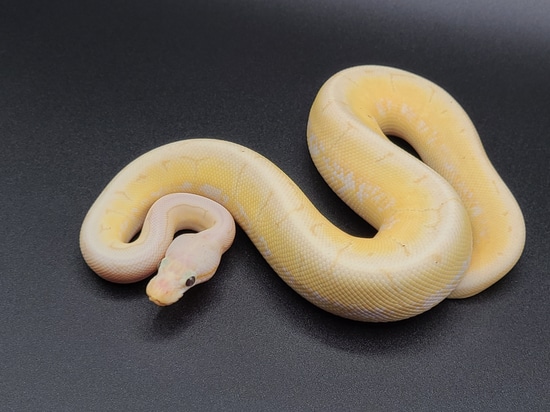 Banana Pinstripe Pastel Spider Ball Python by CV Exotics inc.