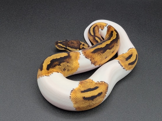 Pied Ball Python by CV Exotics inc.