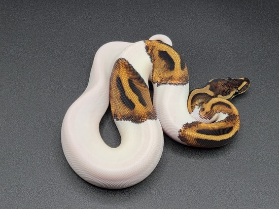 Pied 100% Het Albino Ball Python by CV Exotics inc.