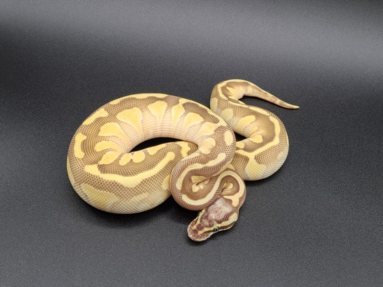 Enchi Lesser Ball Python by CV Exotics inc.