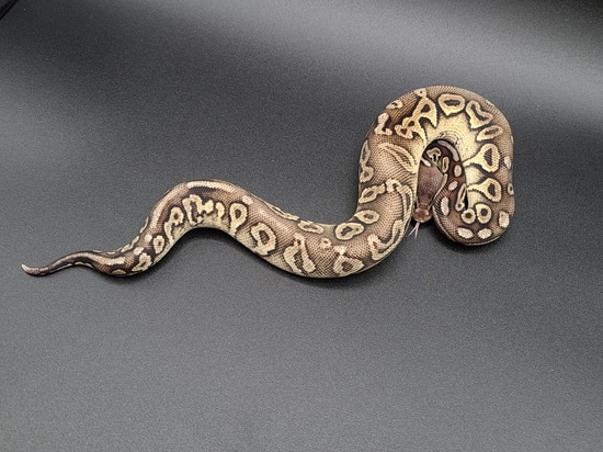 Pewter (Yellow Belly Or Asphalt) Ball Python by CV Exotics inc.