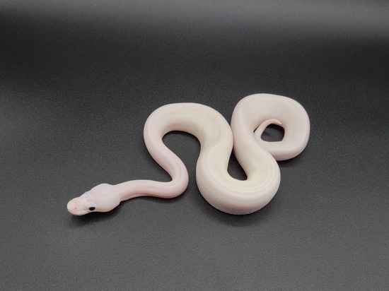 Super Fire Ball Python by CV Exotics inc.