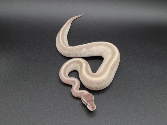 Mystic Potion Ball Python by CV Exotics inc.