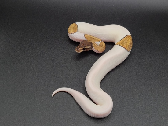 Pied Mojave Ball Python by CV Exotics inc.