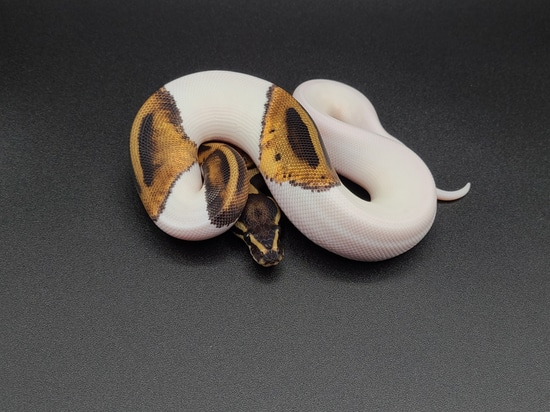 Pied 100% Het Albino Ball Python by CV Exotics inc.