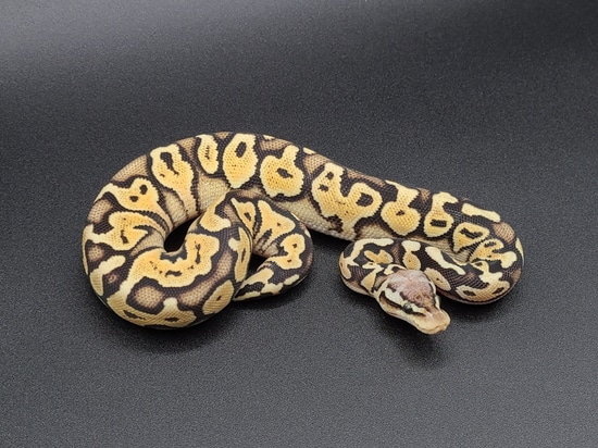 White Lace Pastel 100% Het Clown Ball Python by CV Exotics inc.