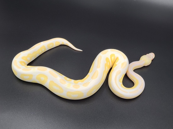 Albino Black Pastel Ball Python by CV Exotics inc.