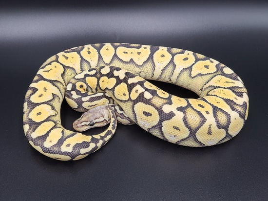 White Lace Super Pastel Fire Ball Python by CV Exotics inc.