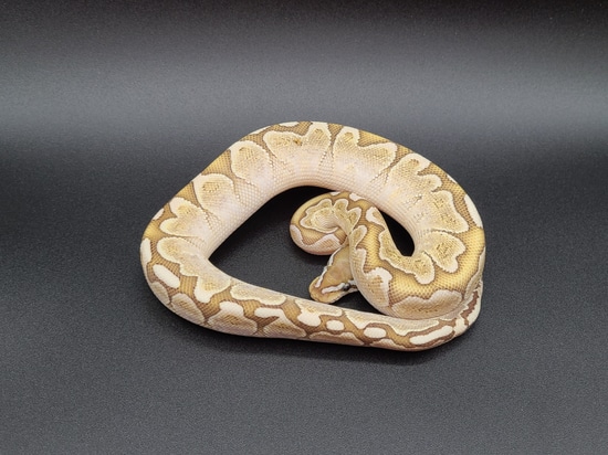 Bamboo Ball Python by CV Exotics inc.