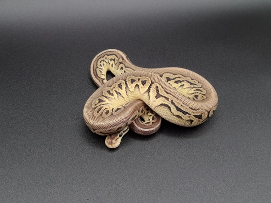 Pewter 100% Het Albino Ball Python by CV Exotics inc.