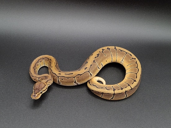 Pinstripe 100% Het Pied Ball Python by CV Exotics inc.