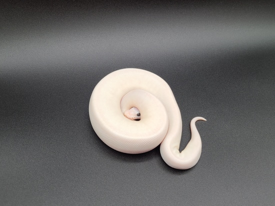 Super Fire Ball Python by CV Exotics inc.